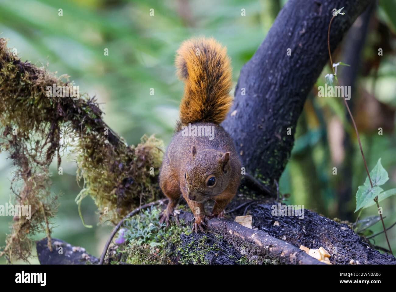 Red-tailed Squirrel in the forest near Mindo, Ecuador Stock Photo - Alamy