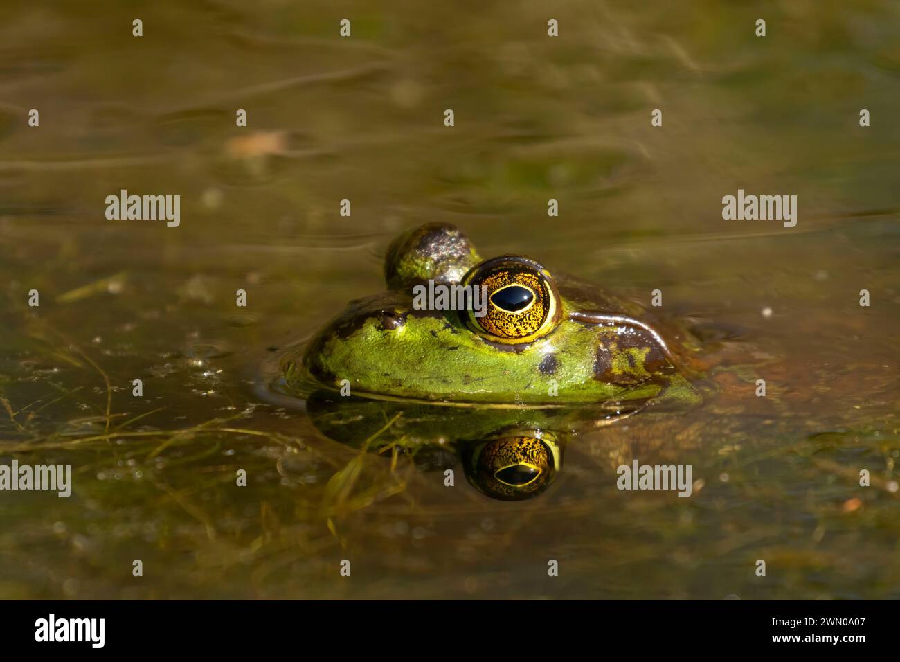 Bullfrog (Lithobates catesbeianus), Woodburn Pond Wildlife Area, Oregon ...