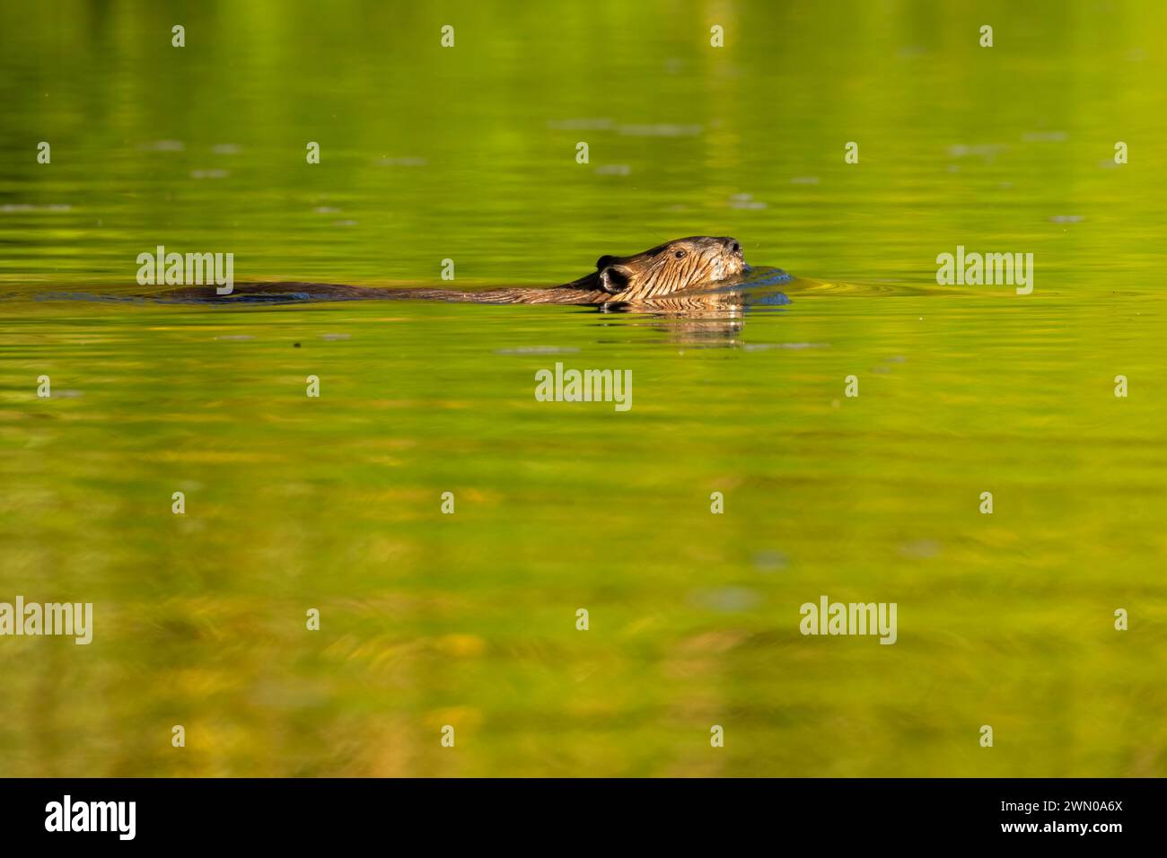 North American beaver (Castor canadensis), Willamette River Greenway ...