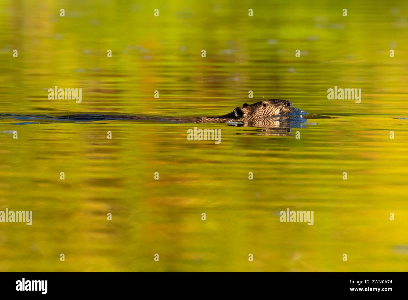 North American beaver (Castor canadensis), Willamette River Greenway ...