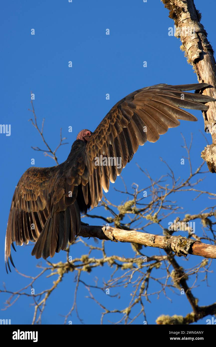 Turkey vulture (Cathartes aura), Riverside Park, Stayton, Oregon Stock ...