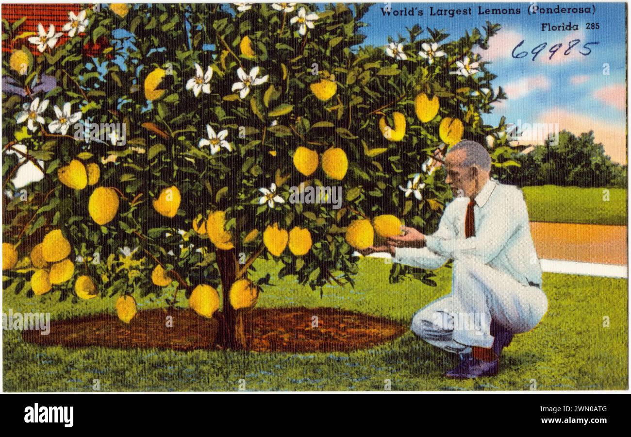World's largest lemons (Ponderosa), Florida. World's largest lemons ...