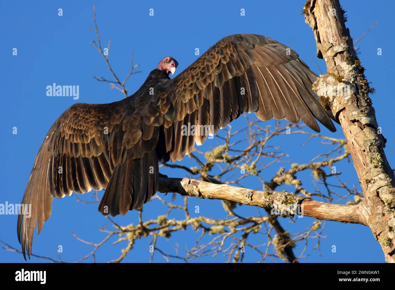 Turkey vulture (Cathartes aura), Riverside Park, Stayton, Oregon Stock ...