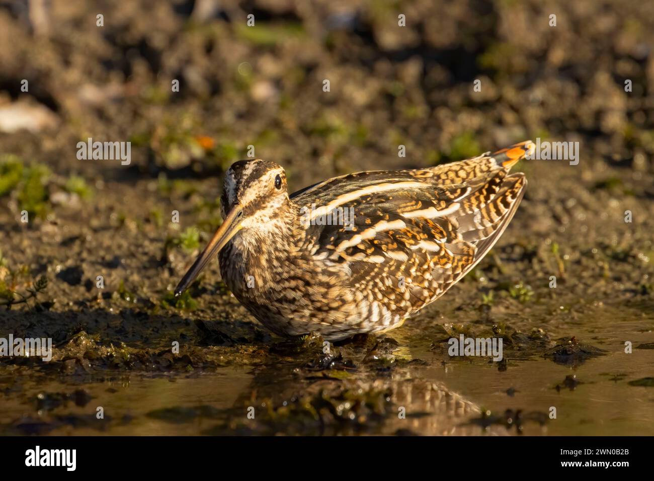 Wilson’s Snipe (Gallinago delicata), Woodburn Pond Wildlife Area ...