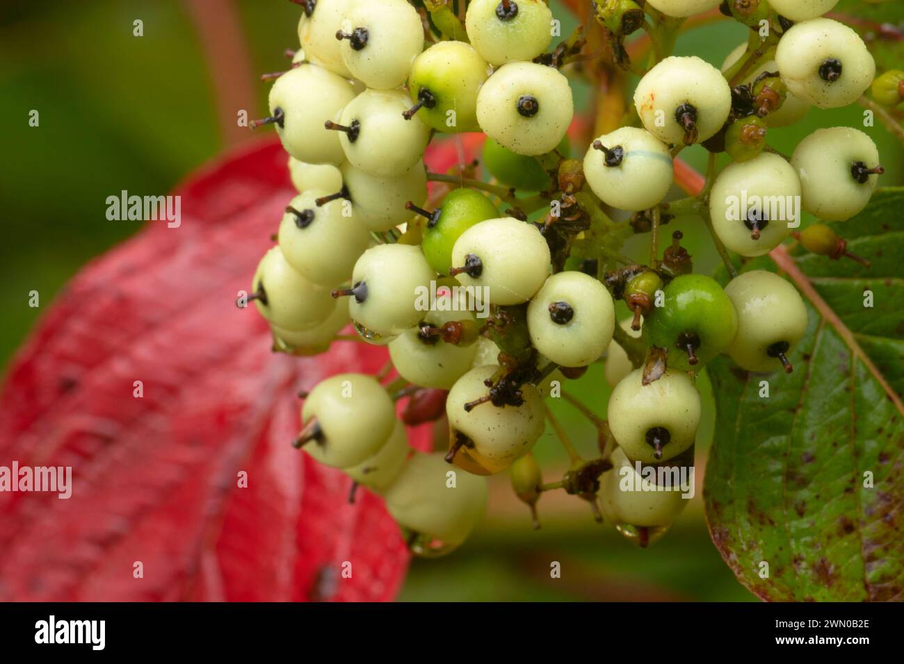 Red osier dogwood (Cornus sericea) berries, Willamette Mission State ...