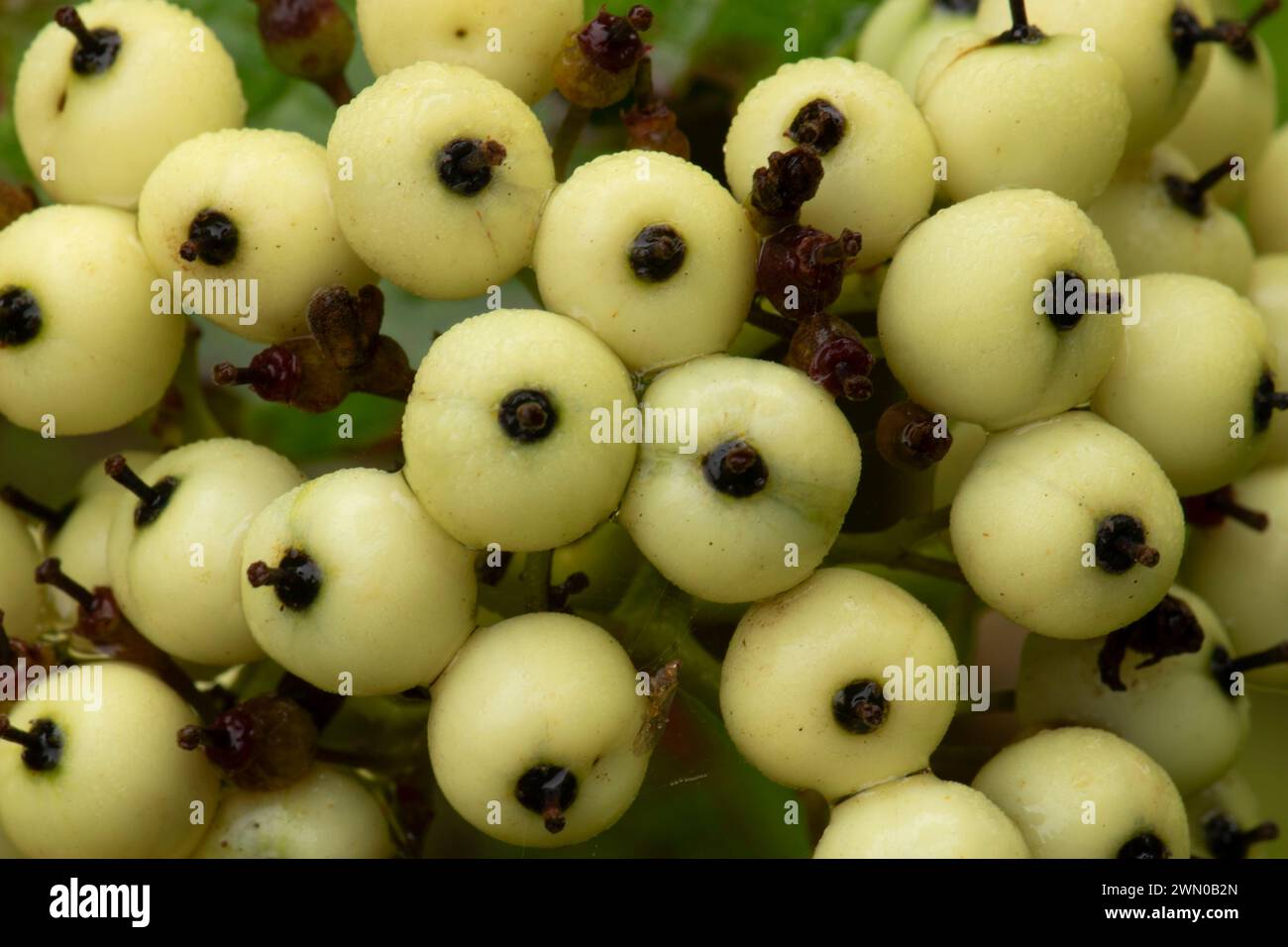 Red osier dogwood (Cornus sericea) berries, Willamette Mission State ...