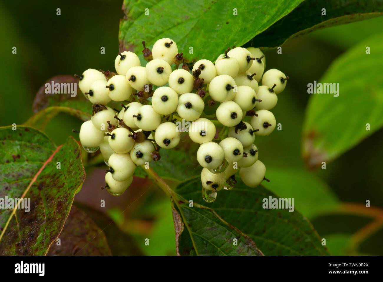 Red osier dogwood (Cornus sericea) berries, Willamette Mission State ...