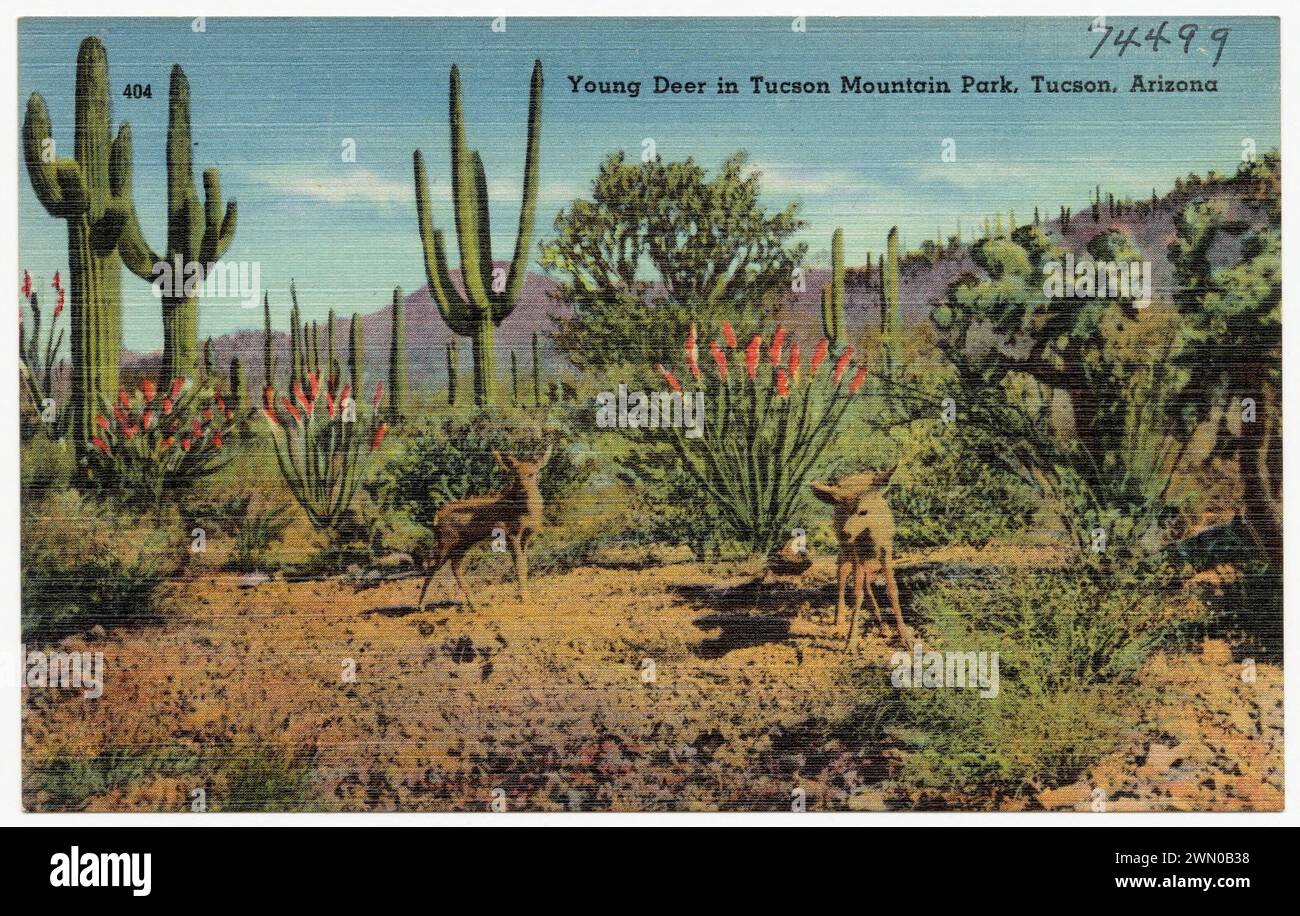 Young deer in Tucson Mountain Park, Tucson, Arizona. Young deer in ...