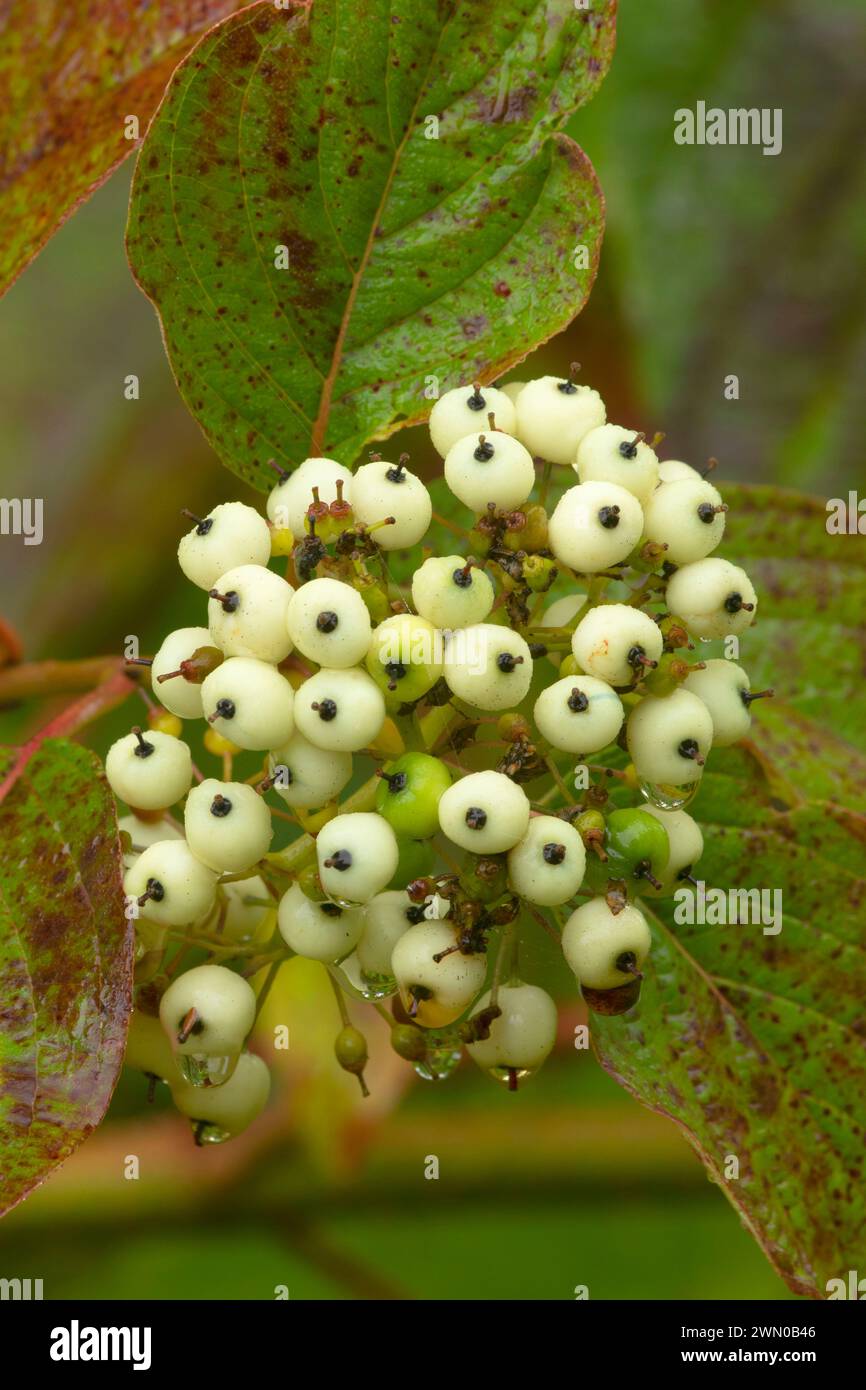 Red osier dogwood (Cornus sericea) berries, Willamette Mission State ...
