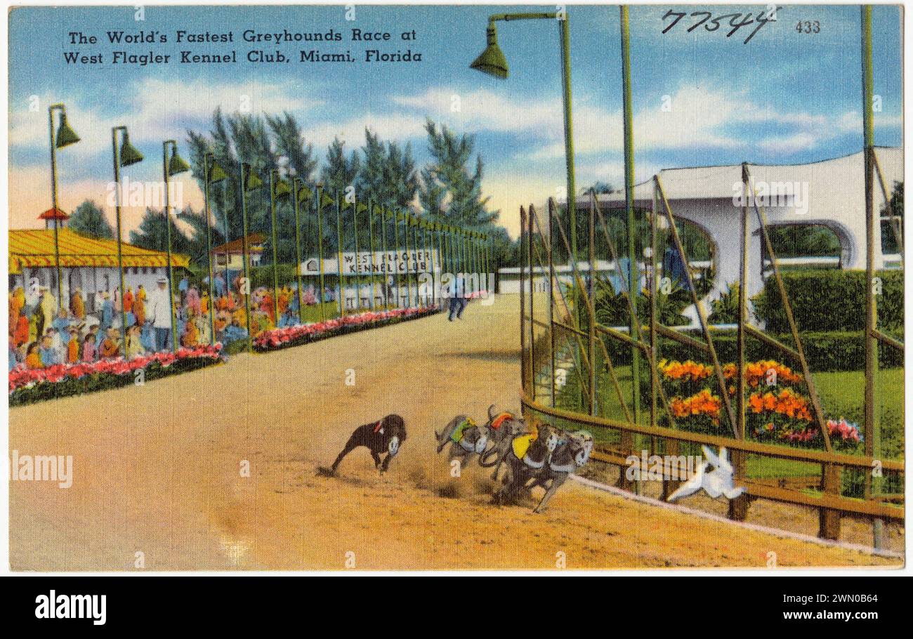 The World's fastest greyhounds race at West Flagler Kennel Club, Miami ...