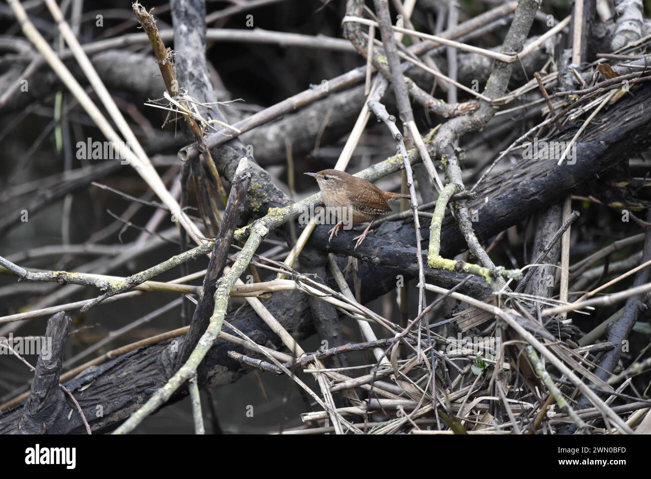Winter Wren (Troglodytes troglodytes) Perched on Black Twigs Over ...