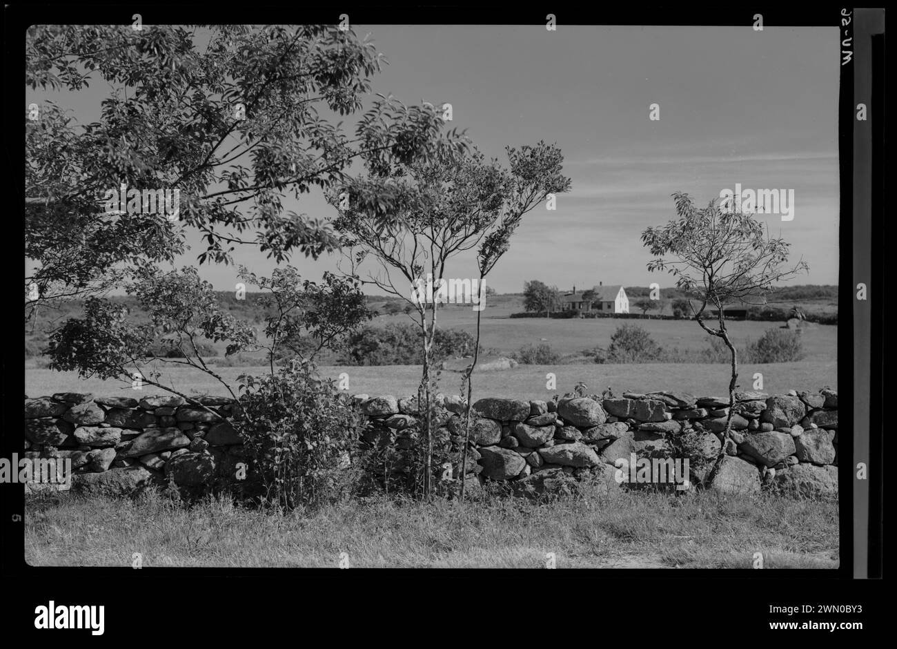 Saplings and a stone wall, Chilmark, Martha's Vineyard. Saplings and a ...