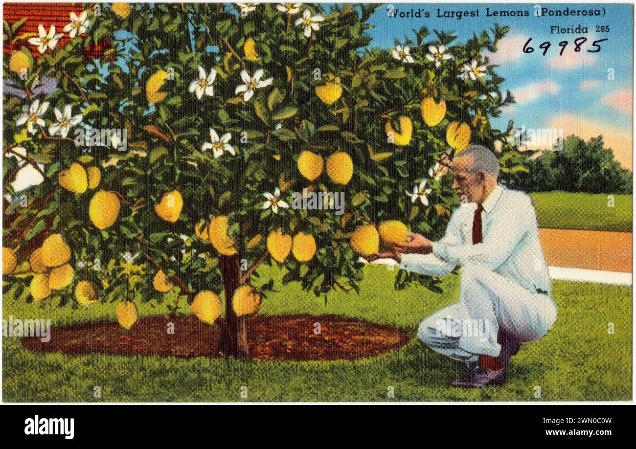 World's largest lemons (Ponderosa), Florida. World's largest lemons ...