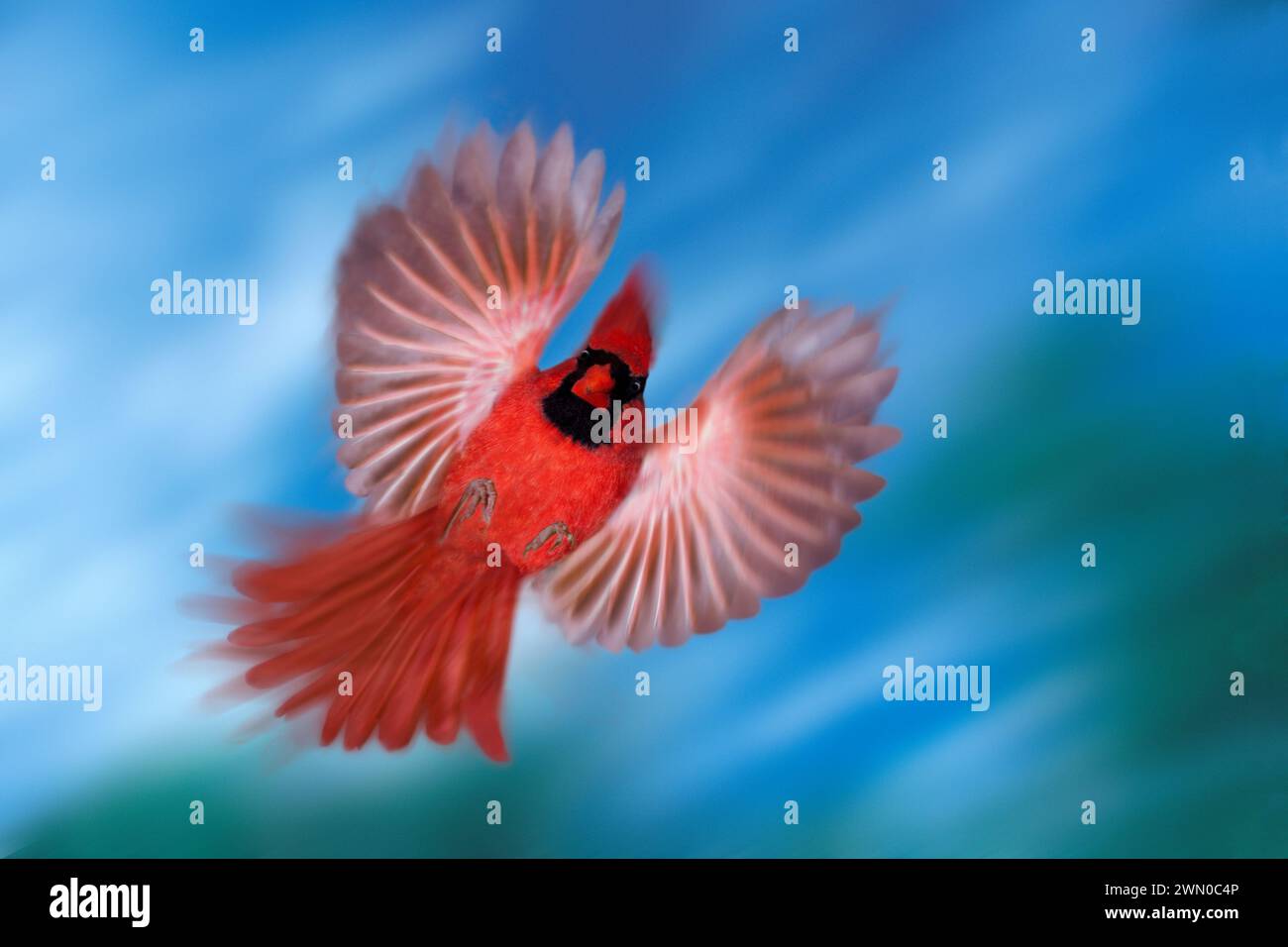 Northern cardinal in flight hi-res stock photography and images - Alamy