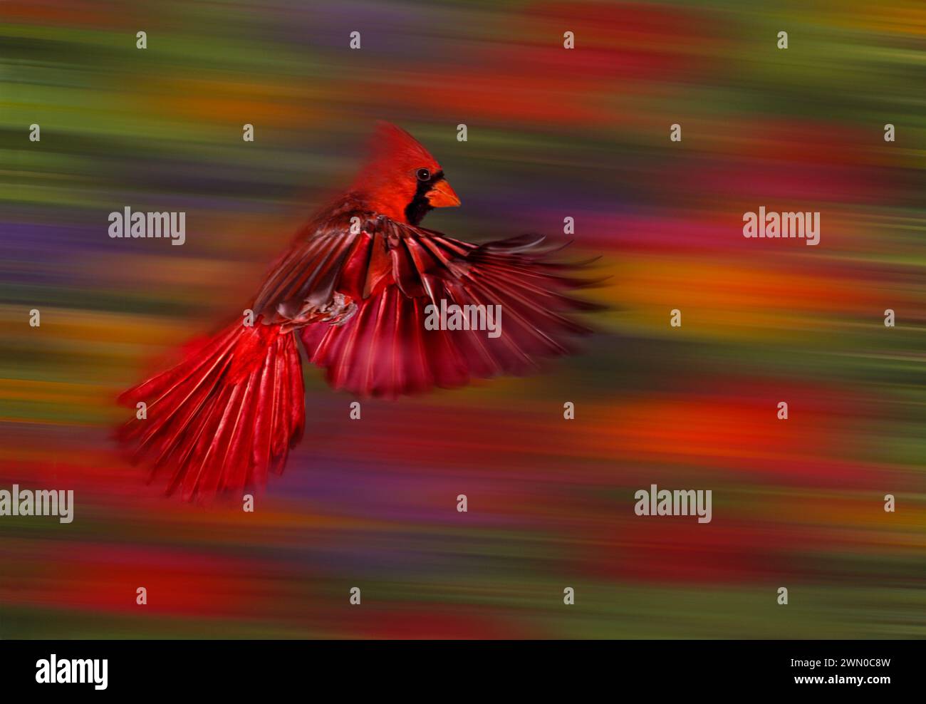 Northern cardinal in flight hi-res stock photography and images - Alamy