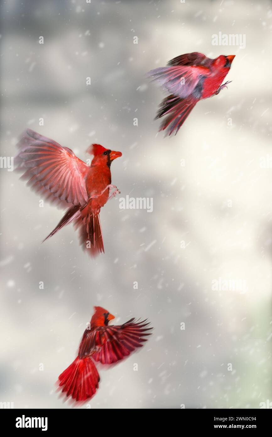Three red male cardinals fly through clouds and falling snow with ...