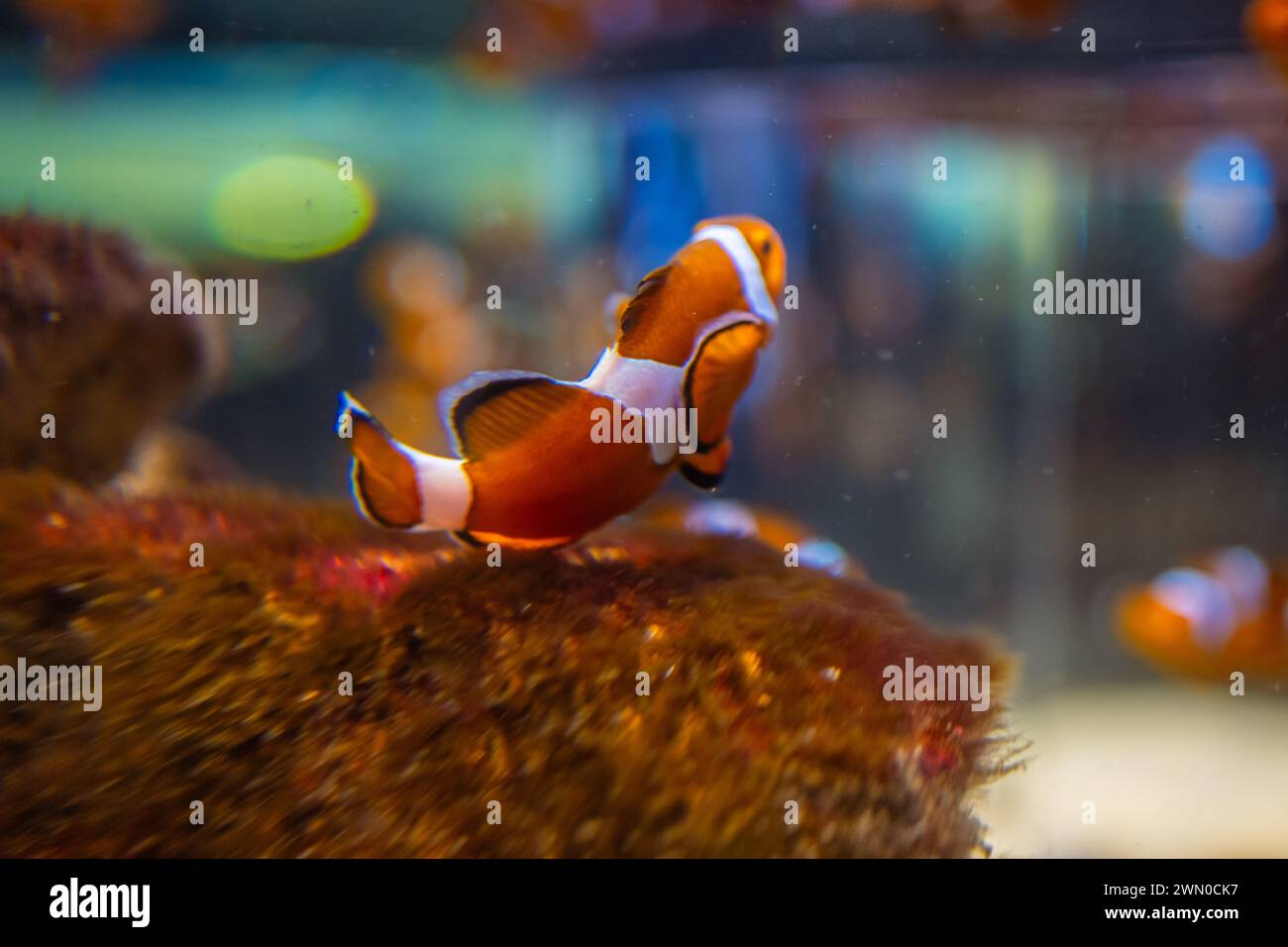 Horizontal photo of Orange Clownfish also known as Nemo Stock Photo - Alamy