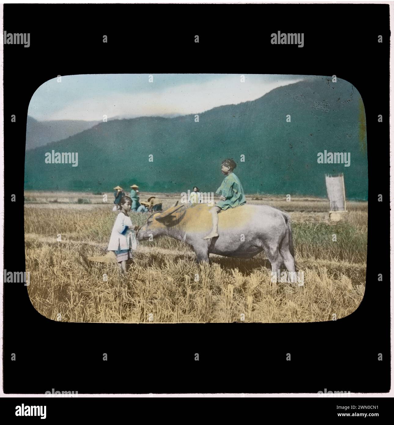 Child sitting on an oxen in a field. Child sitting on an oxen in a ...