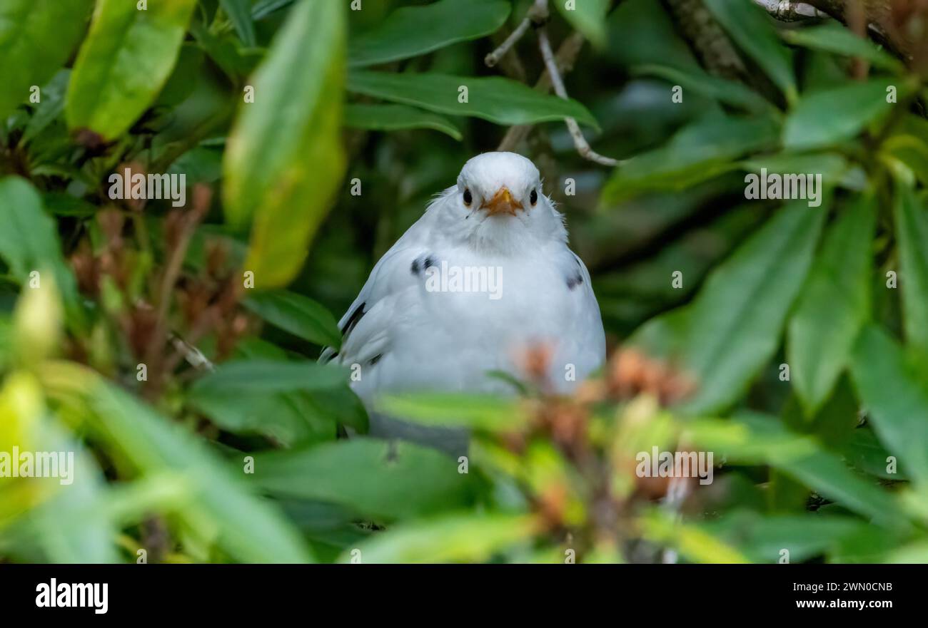 Leucistic blackbird in bush Stock Photo - Alamy