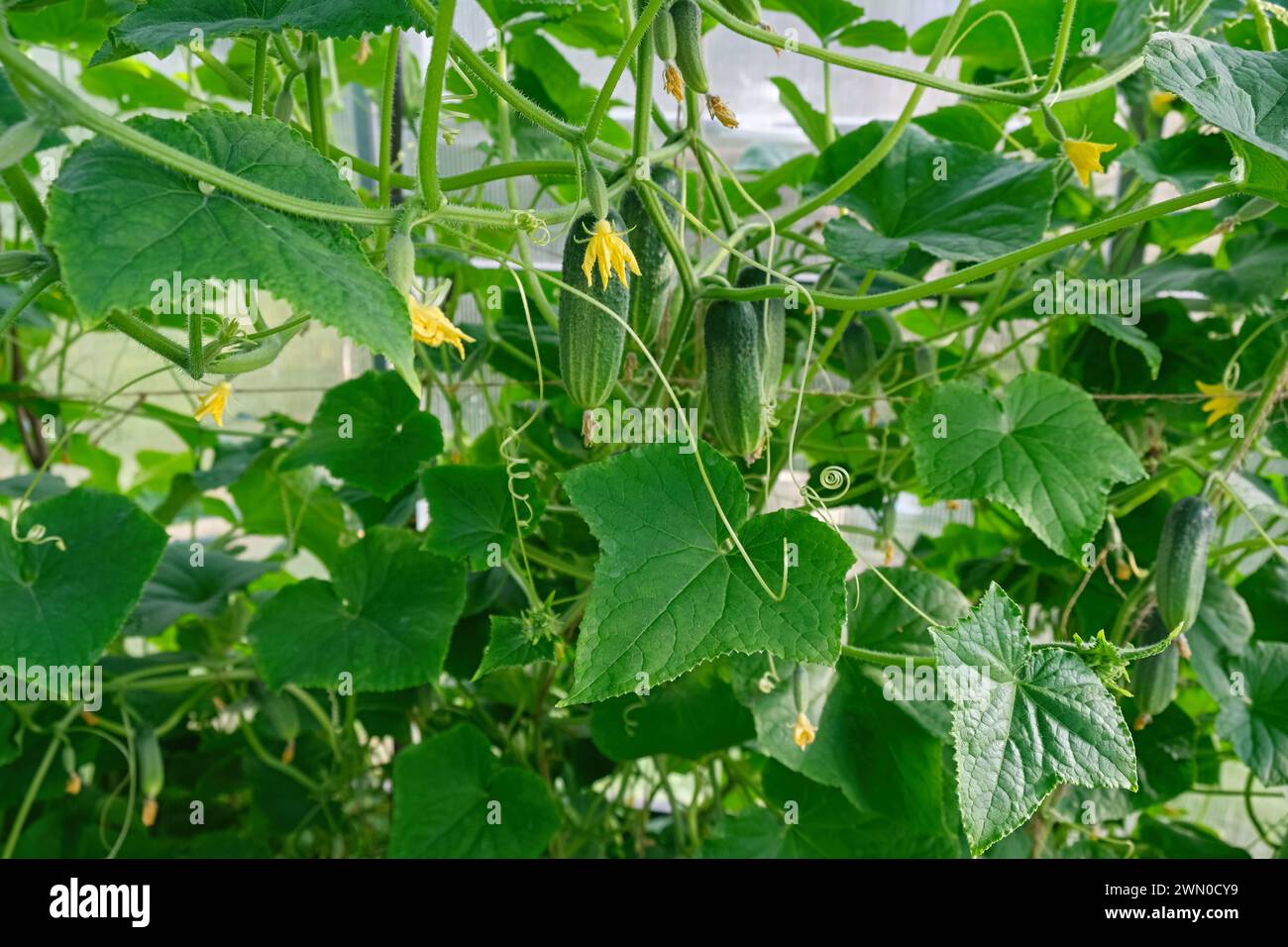 Young cucumbers ripen in garden greenhouse. The growth and blooming of ...