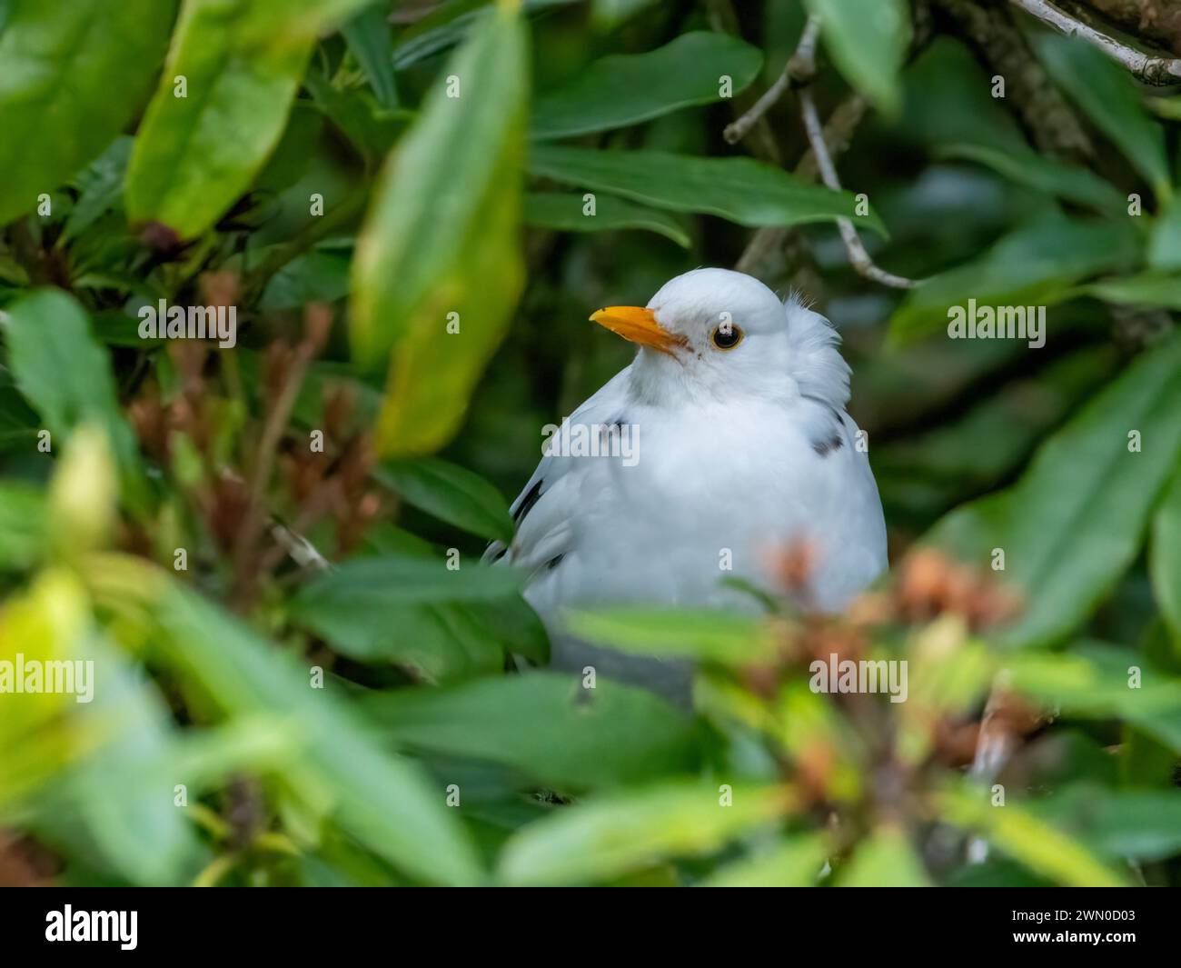Leucistic blackbird in bush Stock Photo - Alamy