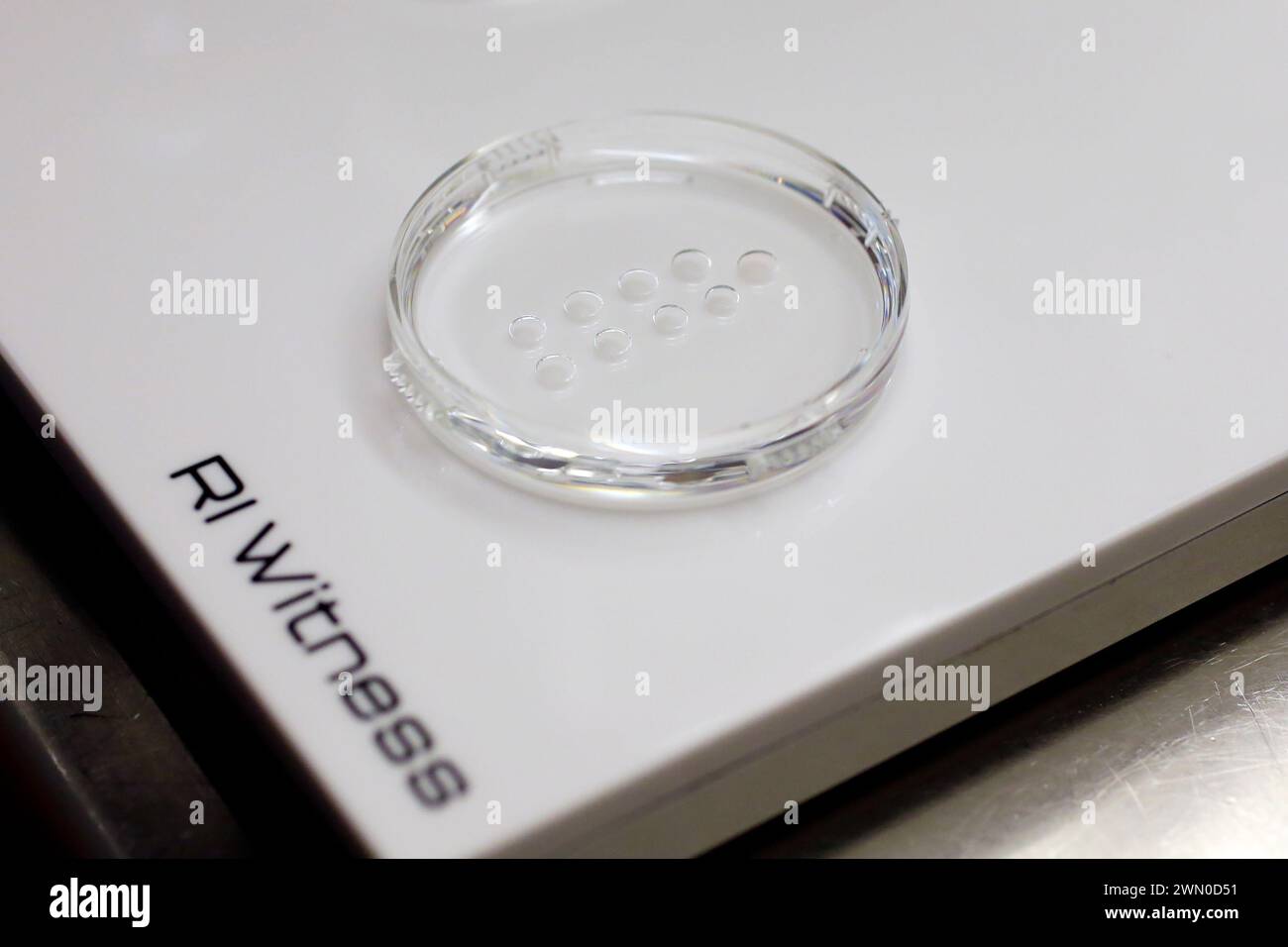 A 1.5 inch petri dish, where each dot holds an embryo fertilized 1-7 ...