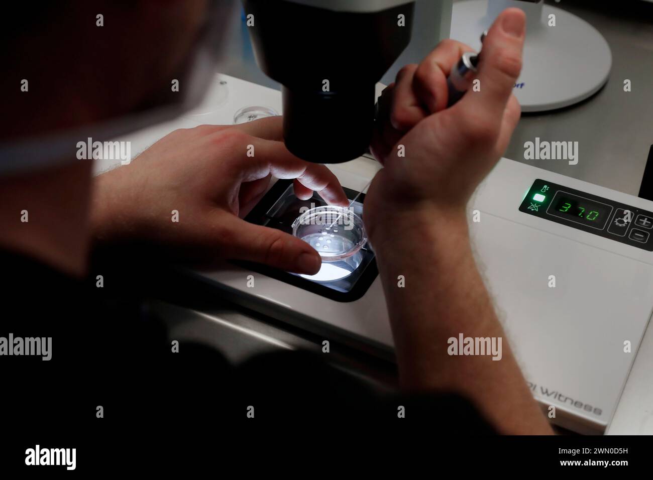 Lab staff prepare small petri dishes, each holding several 1-7 day old ...