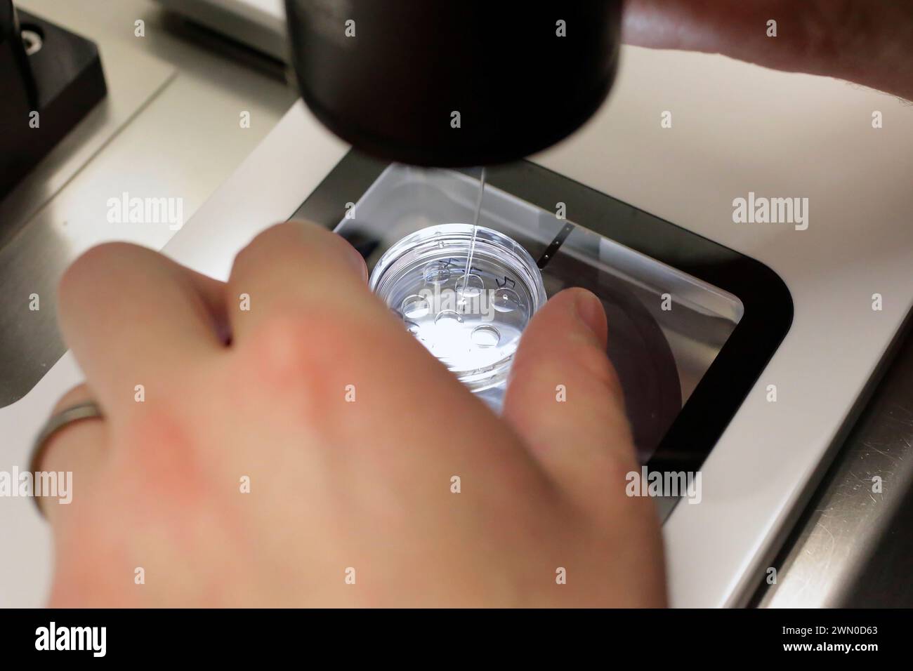 Lab staff prepare small petri dishes, each holding several 1-7 day old ...