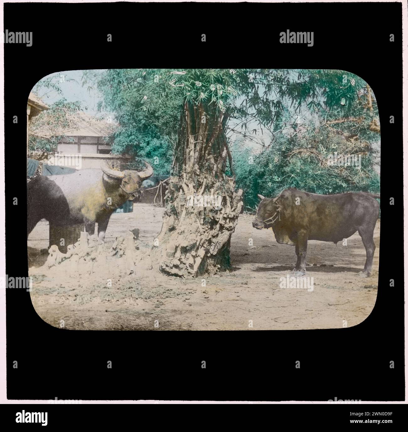 Oxen tied to a tree. Oxen tied to a tree Stock Photo - Alamy