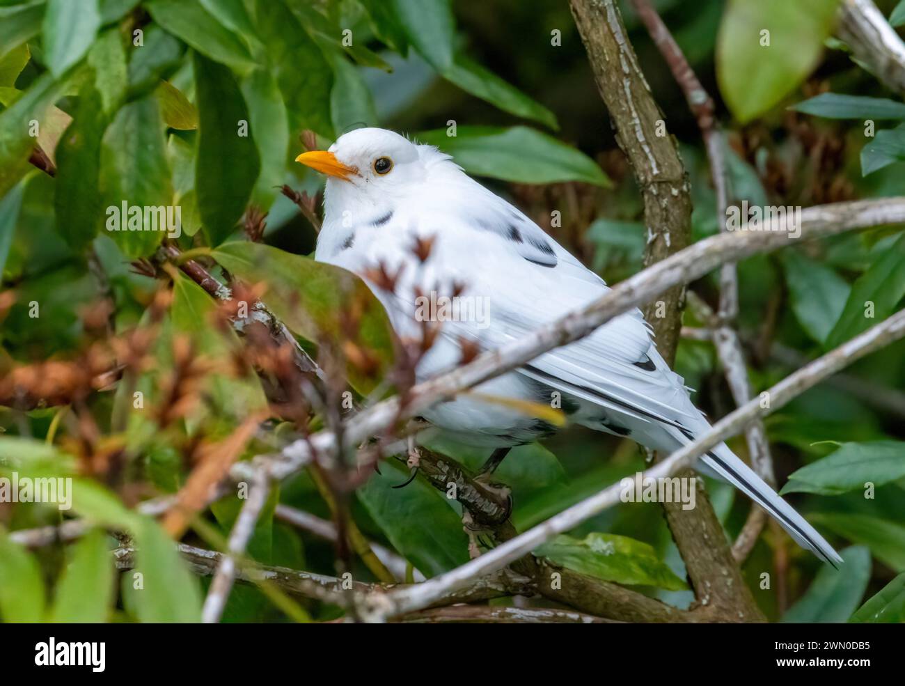 Leucistic plumage hi-res stock photography and images - Alamy