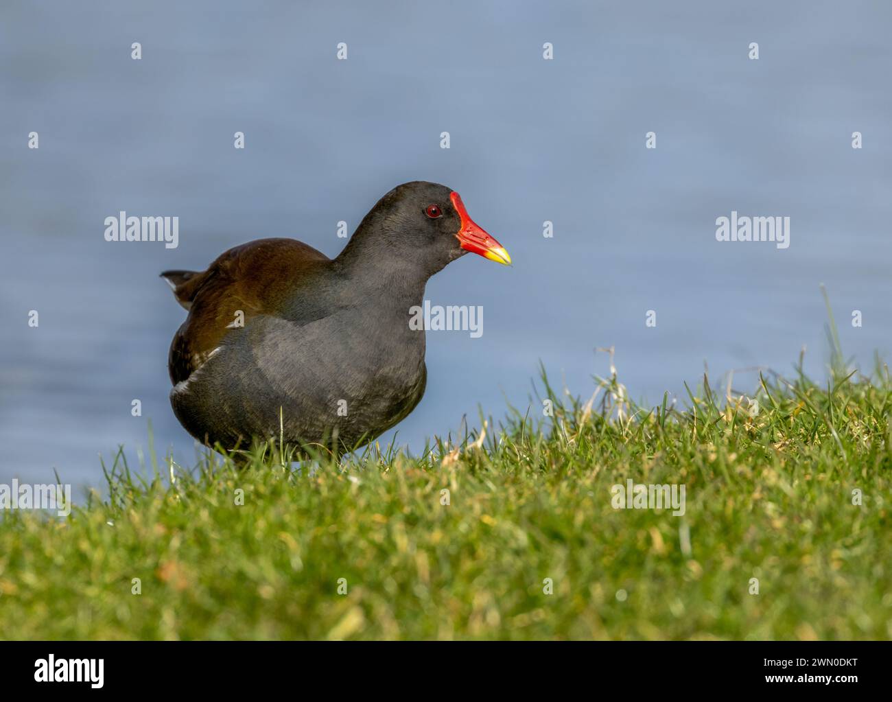 Bird water fowl hi-res stock photography and images - Alamy
