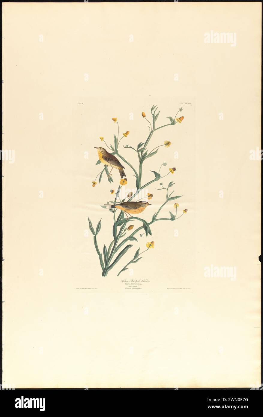 Yellow red-poll warbler : Sylvia petechia, Lath. Male, 1. Female, 2 ...