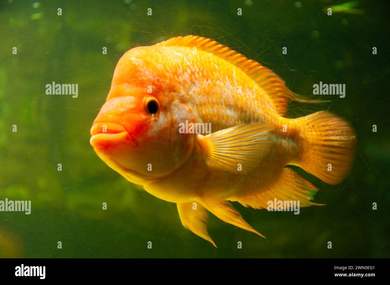 Amphilophus citrinellus hi-res stock photography and images - Alamy