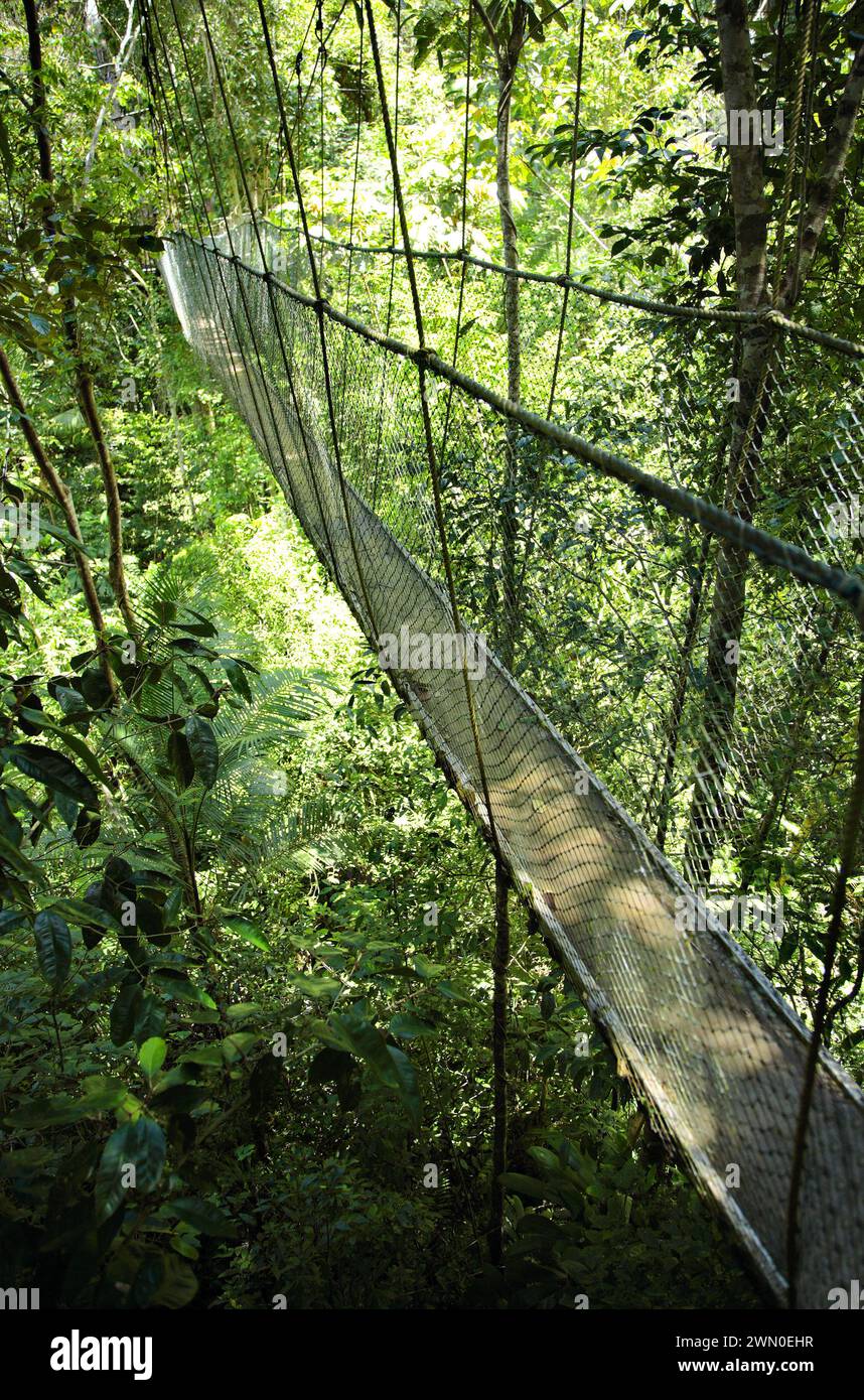 Hanging bridge, Atlantic Rainforest, Mata Atlantica, Bahia, Brazil ...