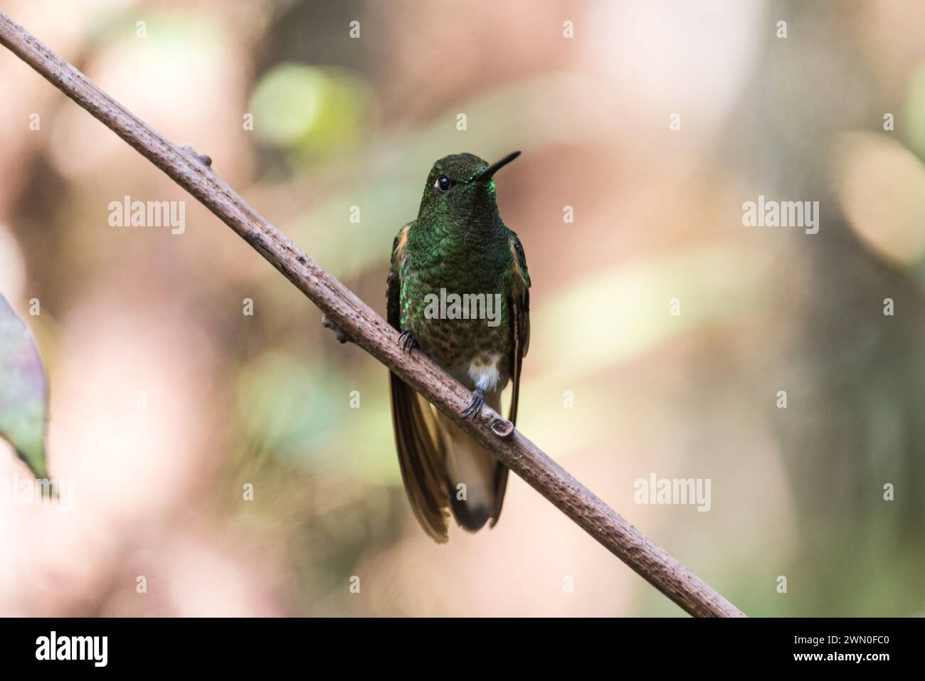 Perched Buff-tailed Coronet (Boissonneaua flavescens) in Colombia Stock ...