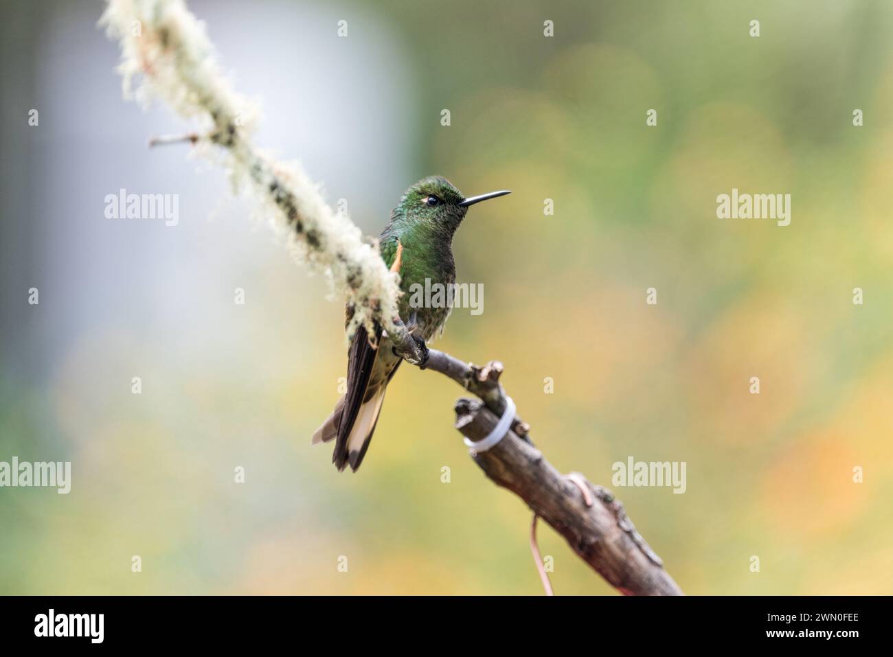 Perched Buff-tailed Coronet (Boissonneaua flavescens) in Colombia Stock ...