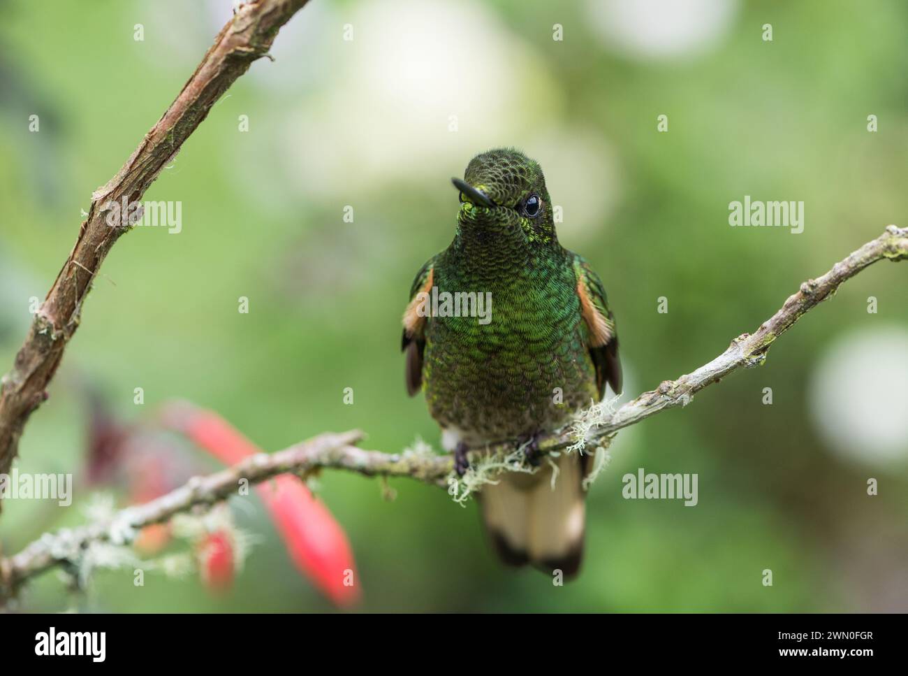 Perched Buff-tailed Coronet (Boissonneaua flavescens) in Colombia Stock ...