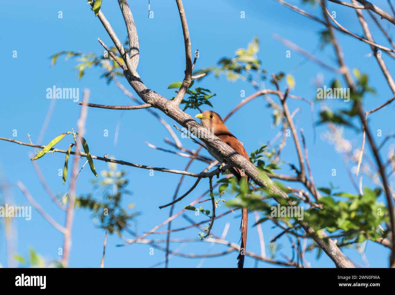 Perched Squirrel-Cuckoo (Piaya cayana) near Minca in Colombia Stock ...