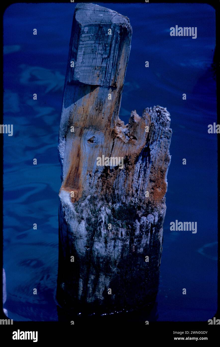 Wooden post in water. Wooden post in water Stock Photo - Alamy