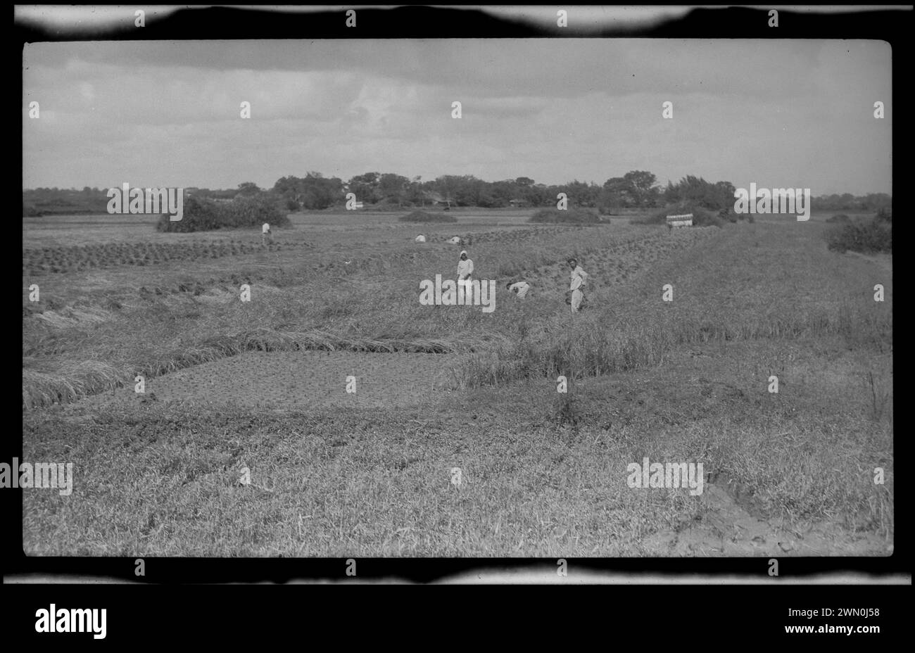 Field with workers. Field with workers Stock Photo - Alamy