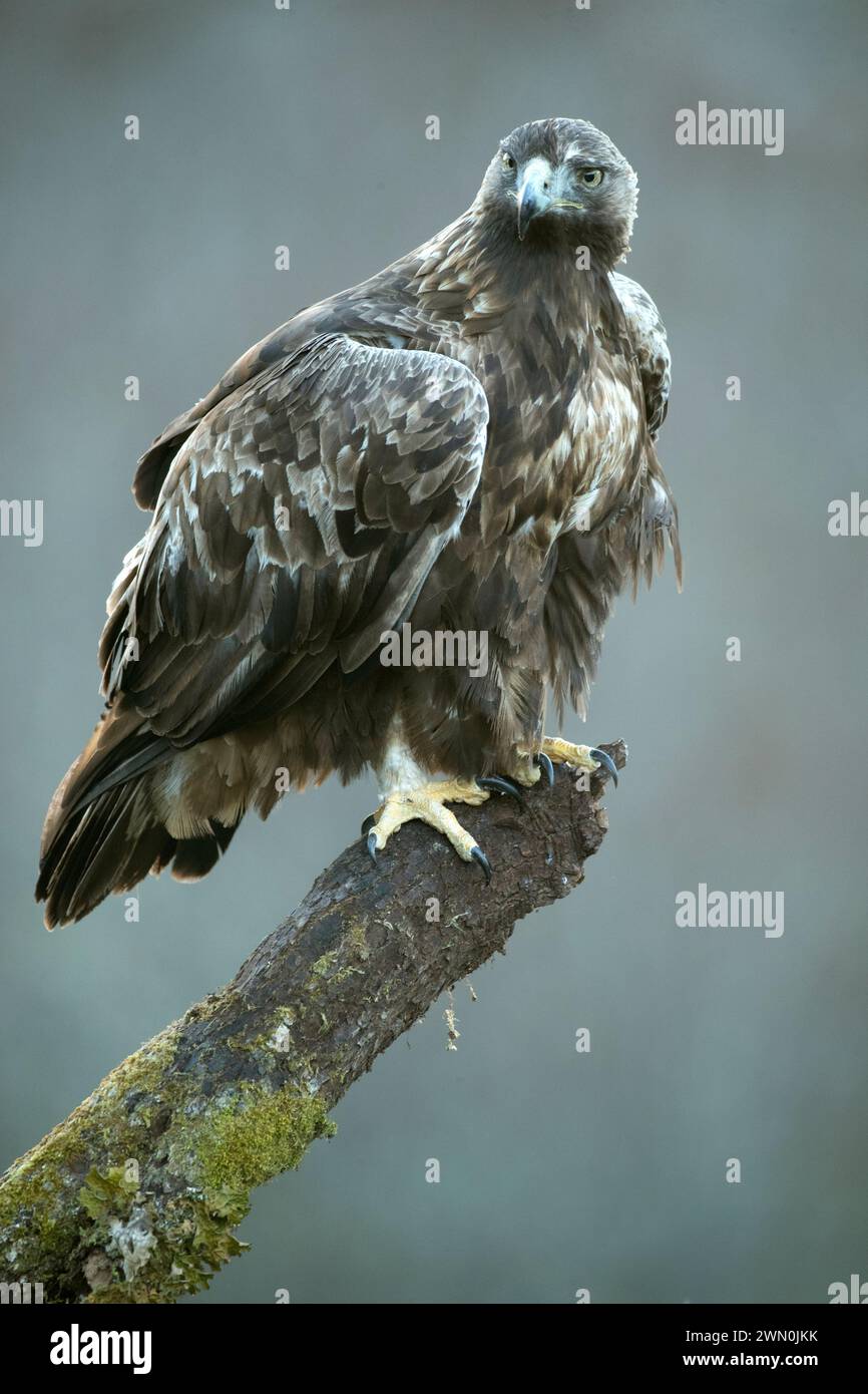 Real eagles hi-res stock photography and images - Alamy