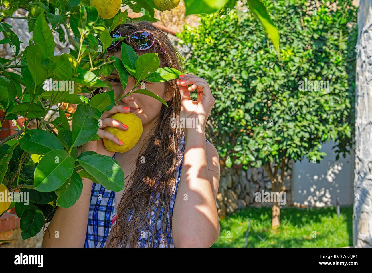The young girl hiding behind the lemon tree Stock Photo - Alamy