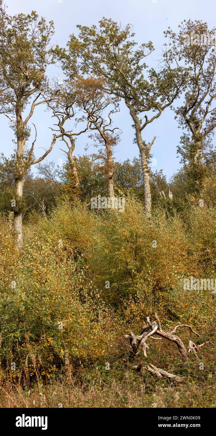 Oak trees quercus sp hi-res stock photography and images - Alamy