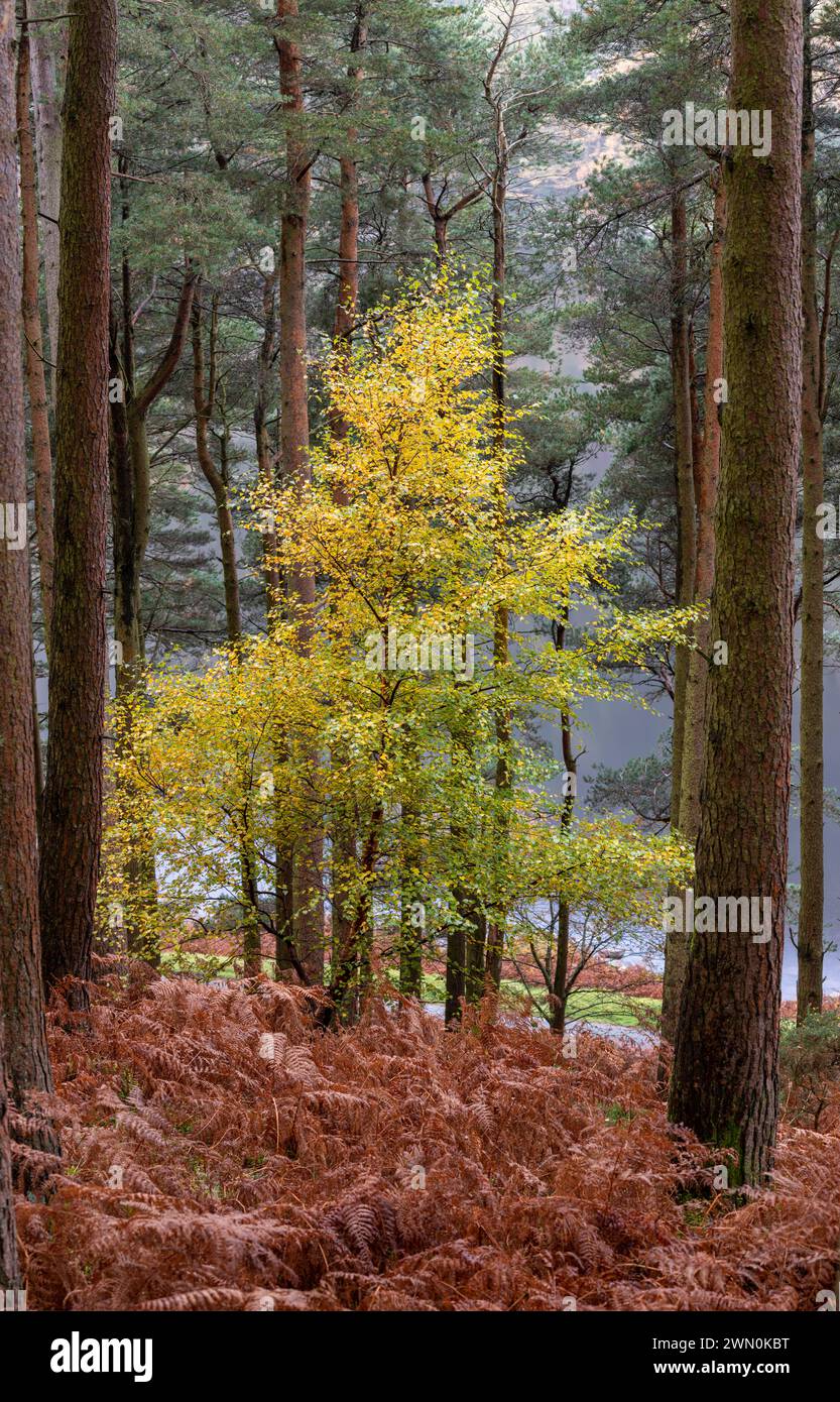 Yellowing birch trees growing in hi-res stock photography and images ...