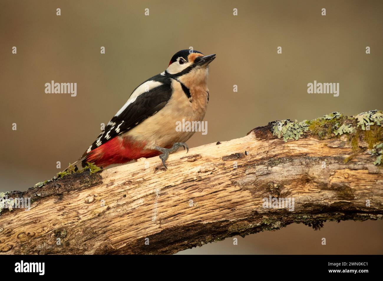 Female Great spotted woodpecker on the trunk of an oak tree within a ...