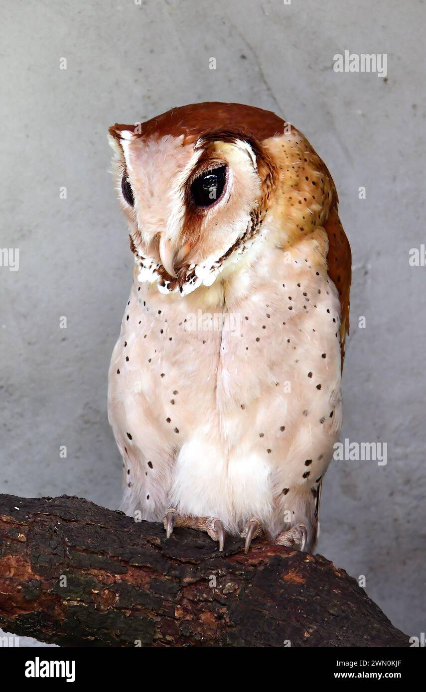 Lon 101 68831100 hi-res stock photography and images - Alamy