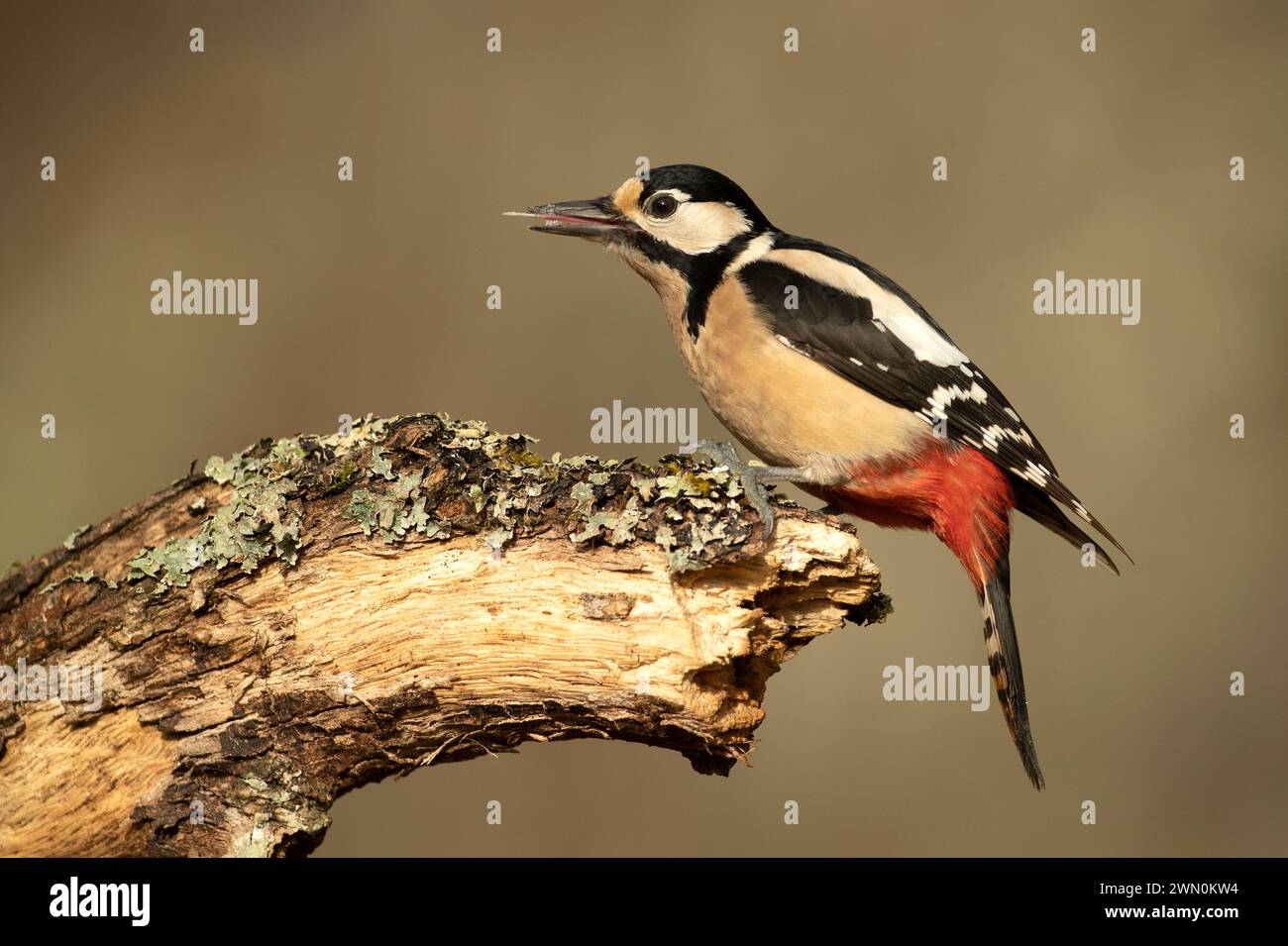 Female Great spotted woodpecker on the trunk of an oak tree within a Euro-Siberian beech and oak ...