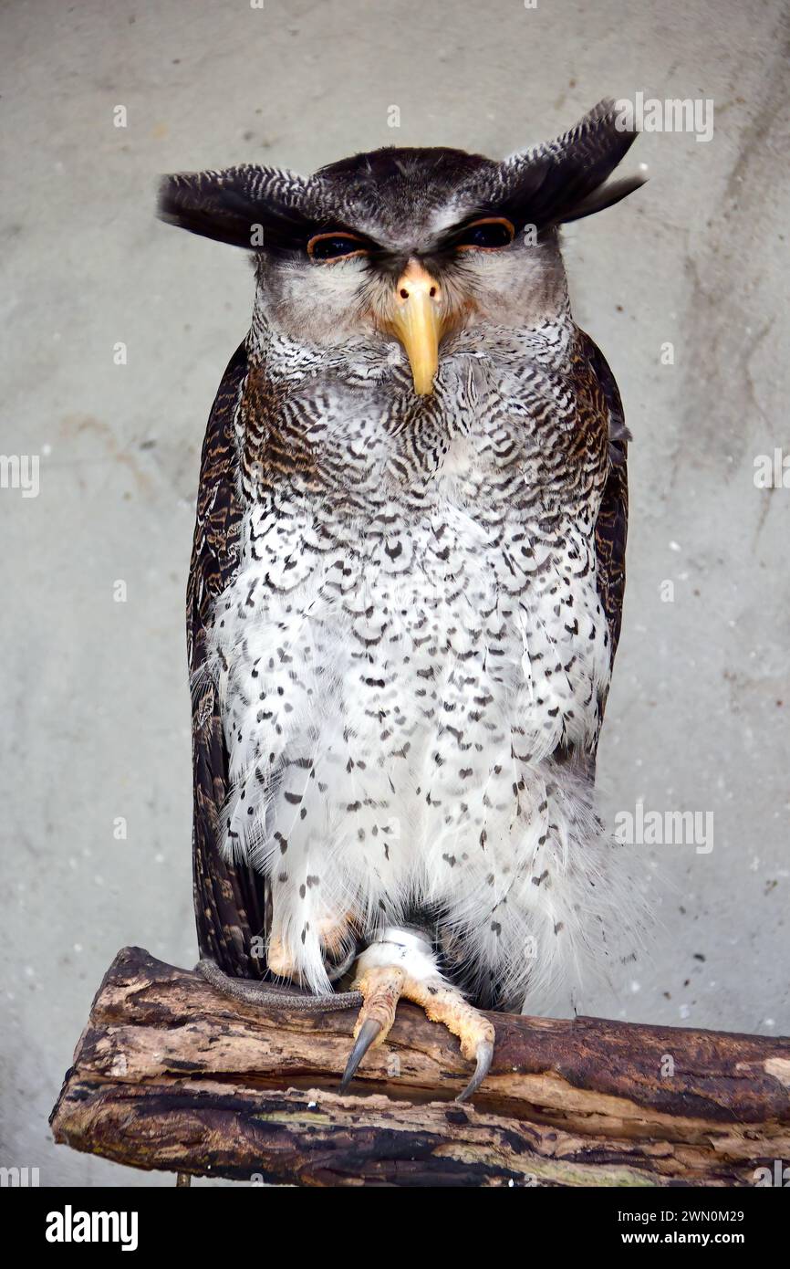 Barred eagle-owl, Malay eagle-owl, Malayen-Uhu, Grand-duc bruyant, Bubo ...