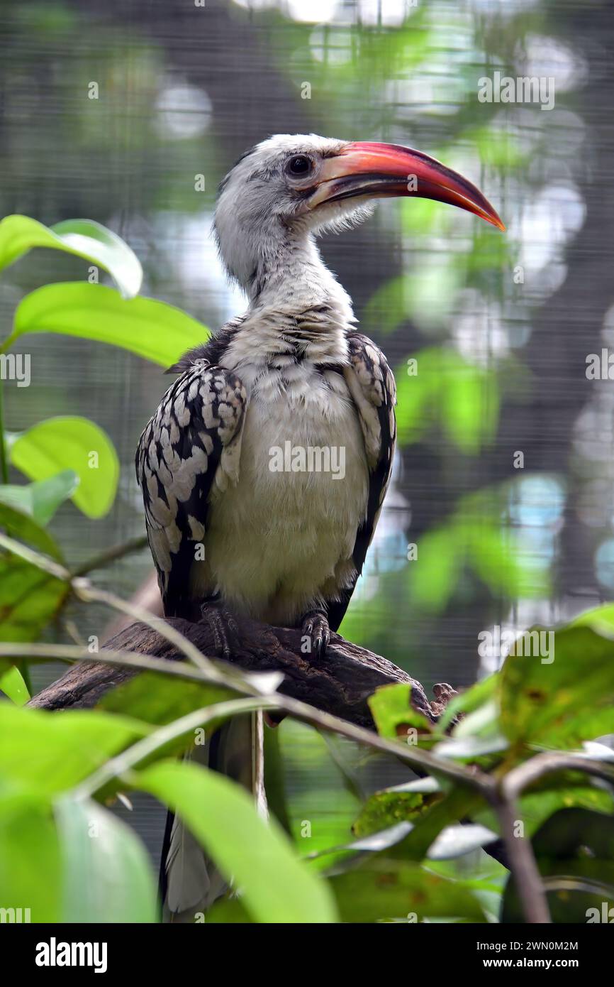 Savannentoko hi-res stock photography and images - Alamy