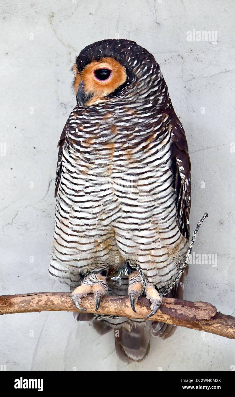 Lon 101 68831100 hi-res stock photography and images - Alamy